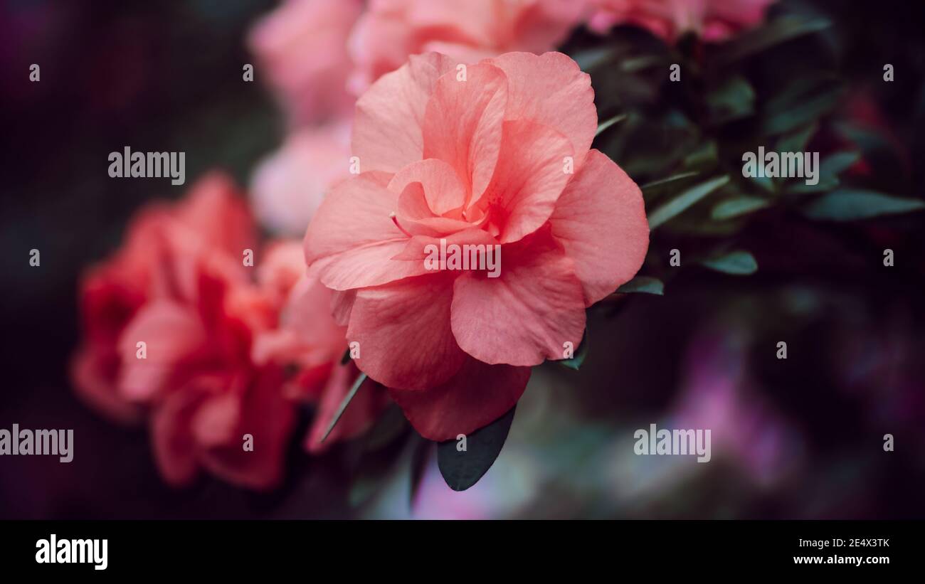 Child planting spring flowers. Little girl gardener plants azalea ...
