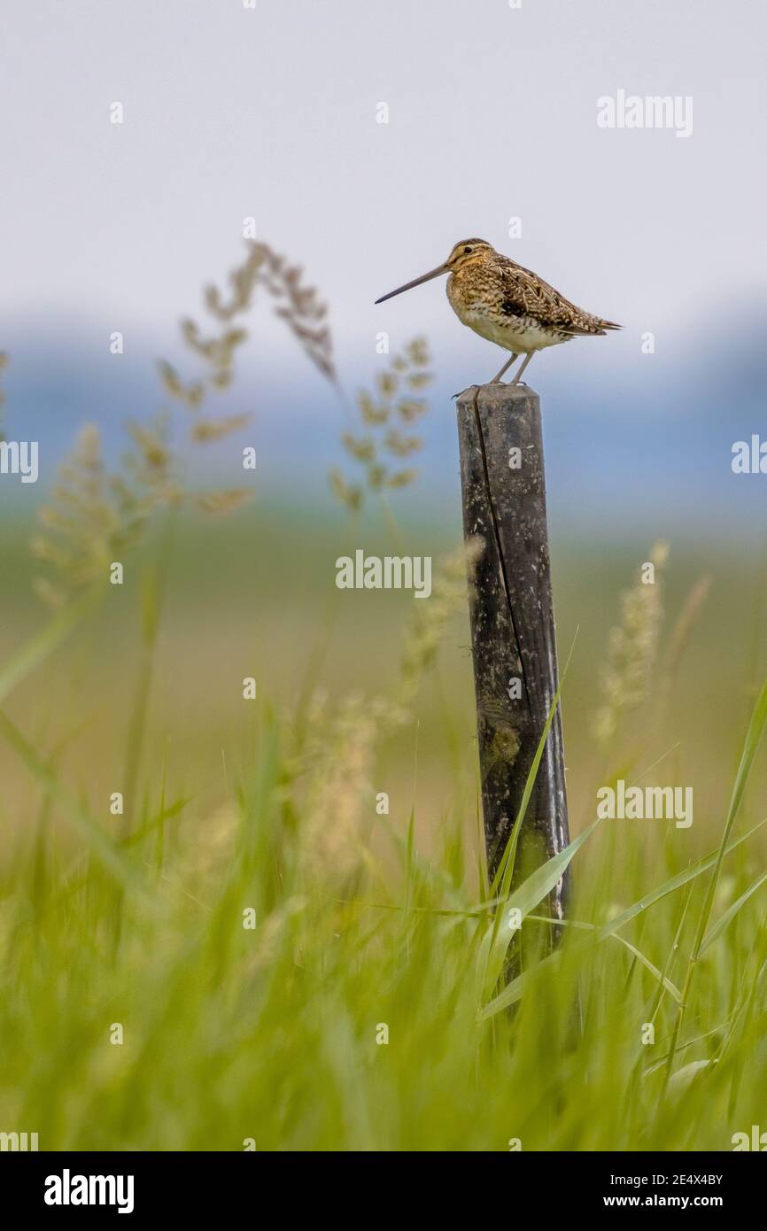 Common snipe (Gallinago gallinago) wader bird guarding for territory in ...