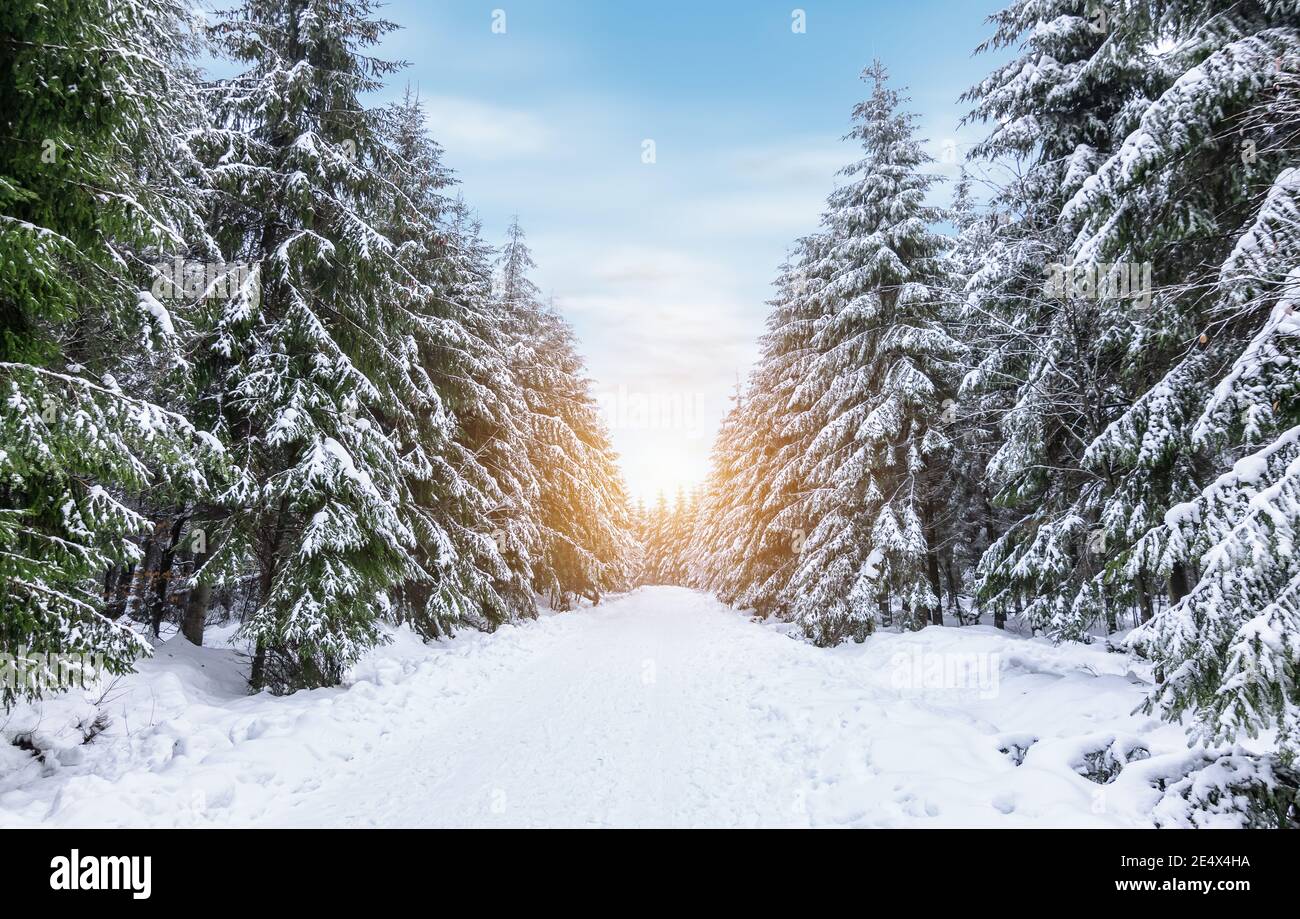 Winter forest with snow covered trees along hiking trail in High Fens ...