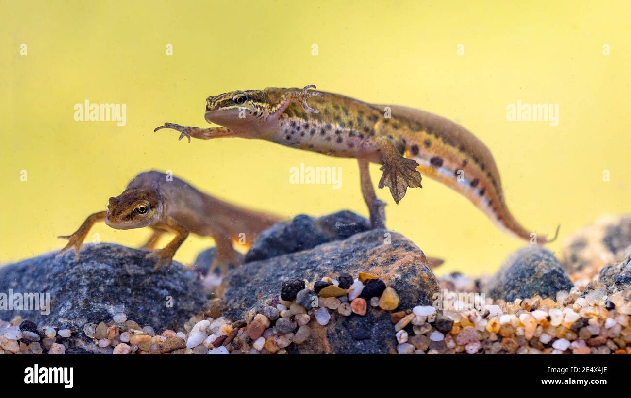 Adult female palmate newt lissotriton hi-res stock photography and ...