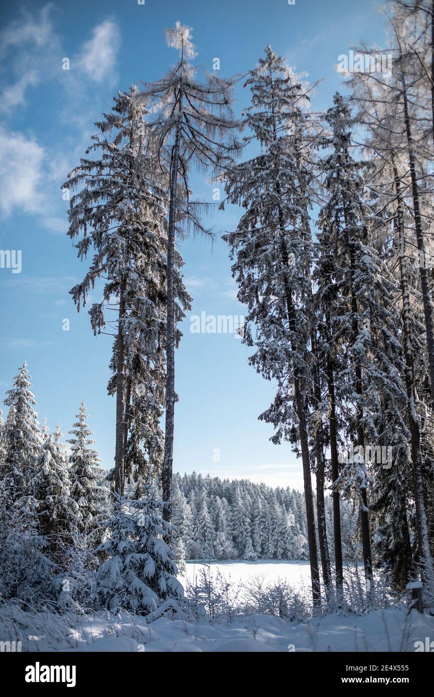 A snow covered winter forest in the Austrian Alps Stock Photo - Alamy