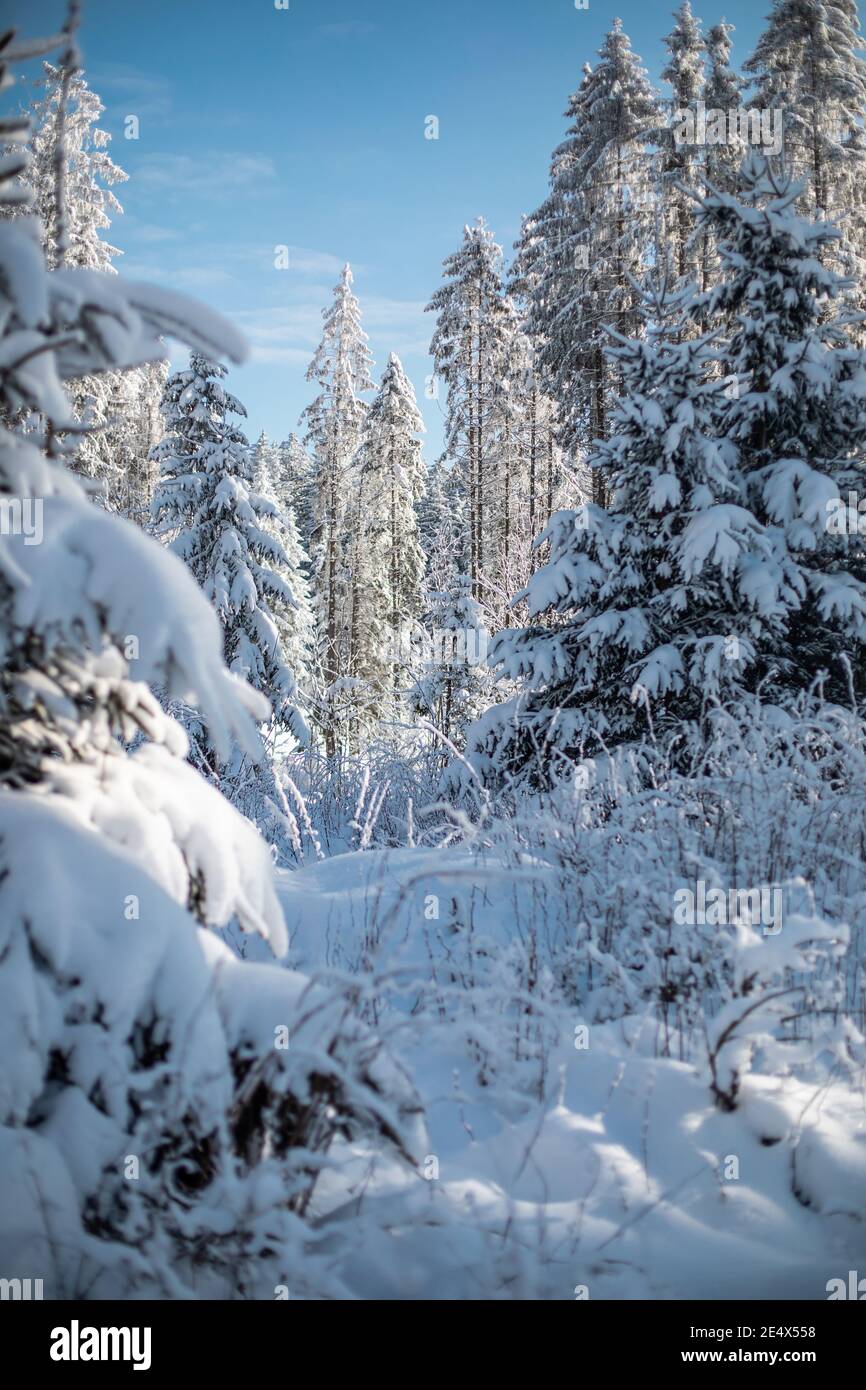 Austrian Pine High Resolution Stock Photography and Images - Alamy