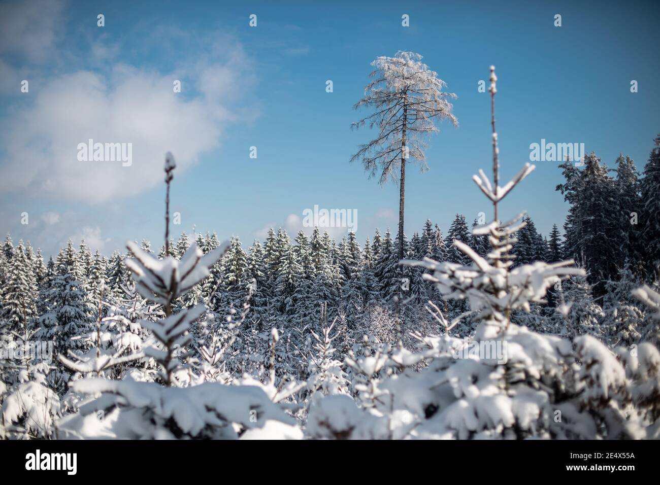 Fir tree austrian alps hi-res stock photography and images - Alamy