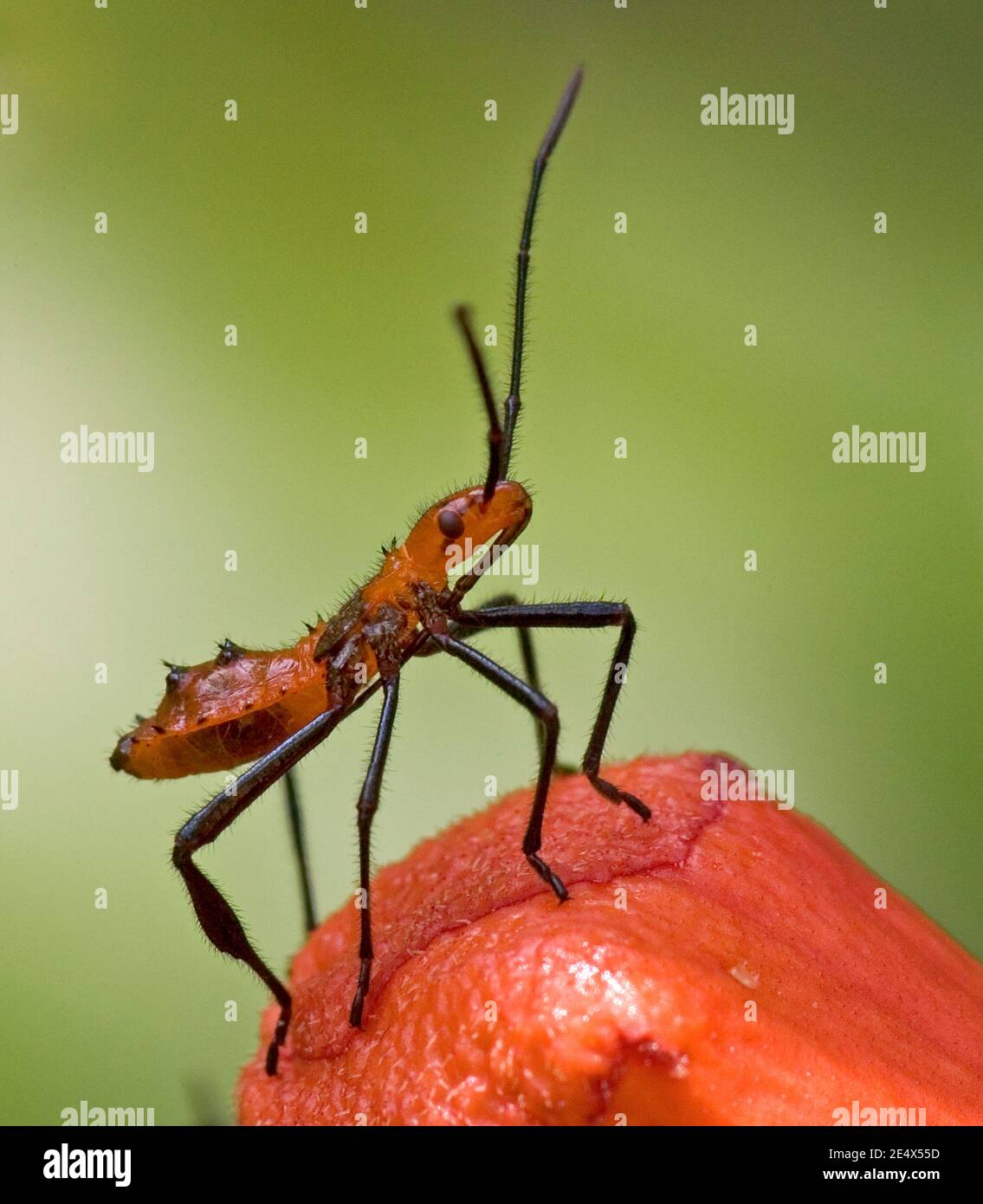 Leaf footed beetle nymph (Leptoglossus phyllopus) on a trumpet vine ...