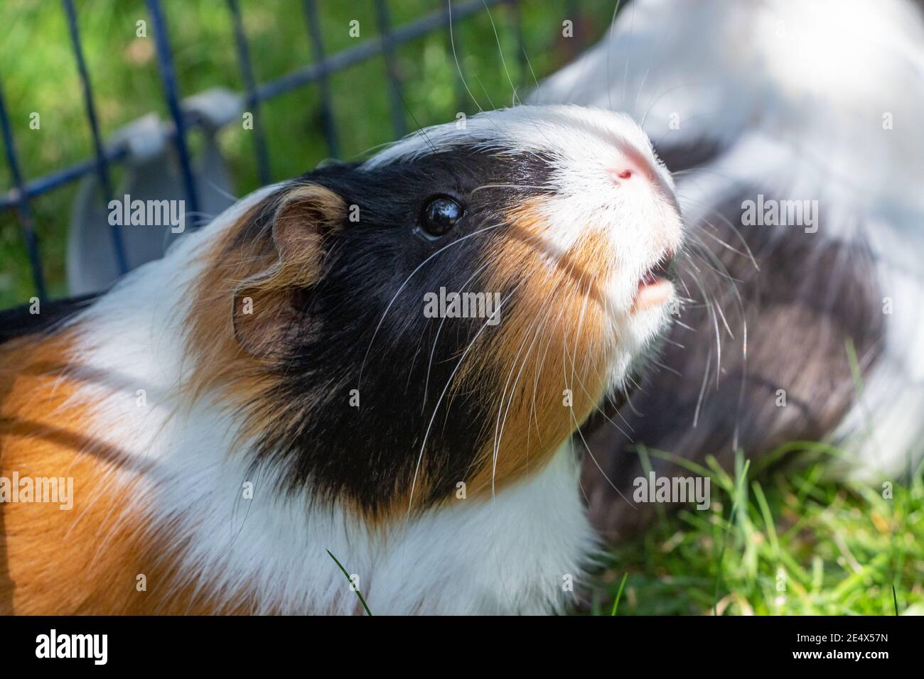 Guinea pig grass hi-res stock photography and images - Alamy