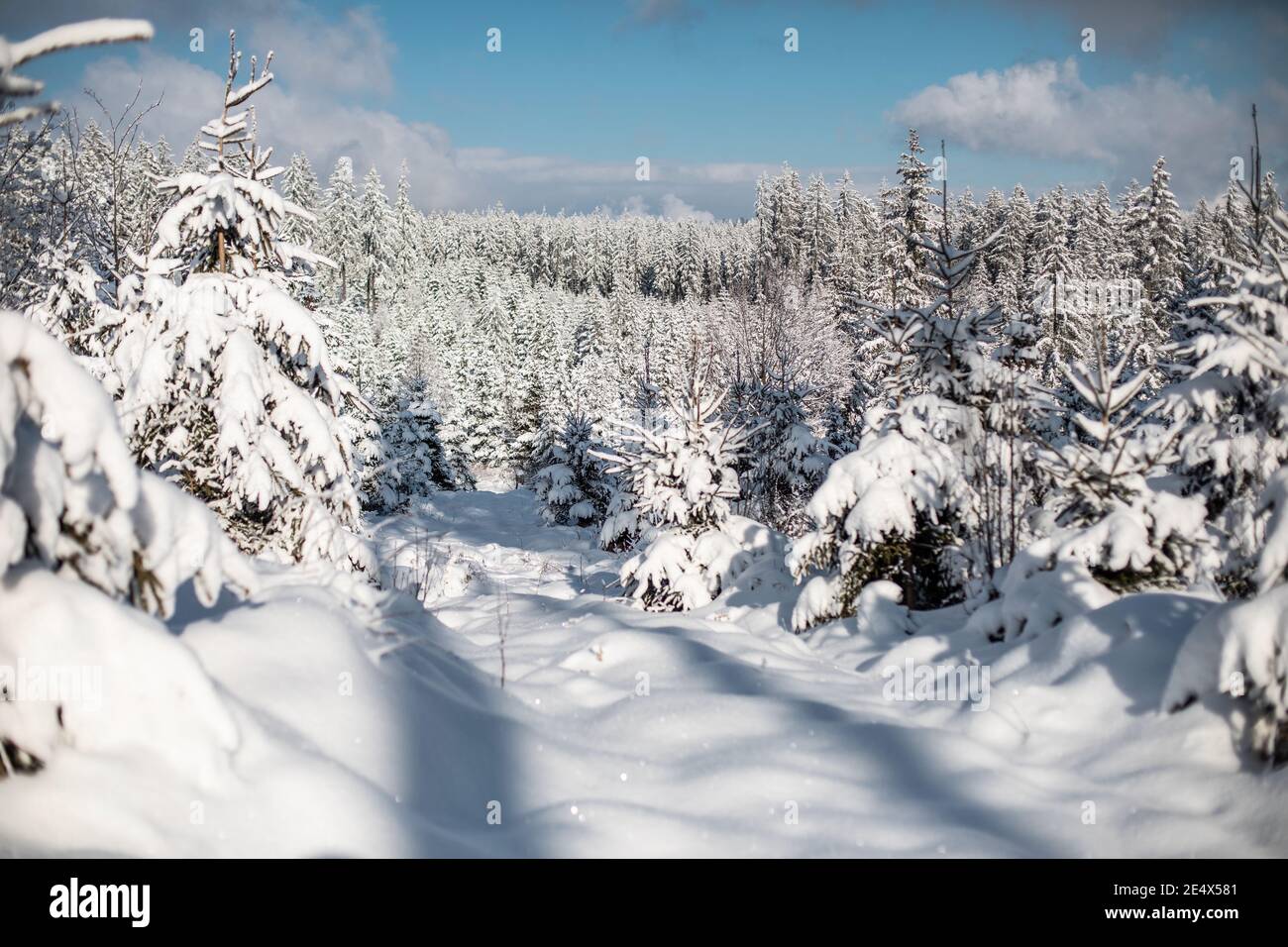 A snow covered winter forest in the Austrian Alps Stock Photo - Alamy