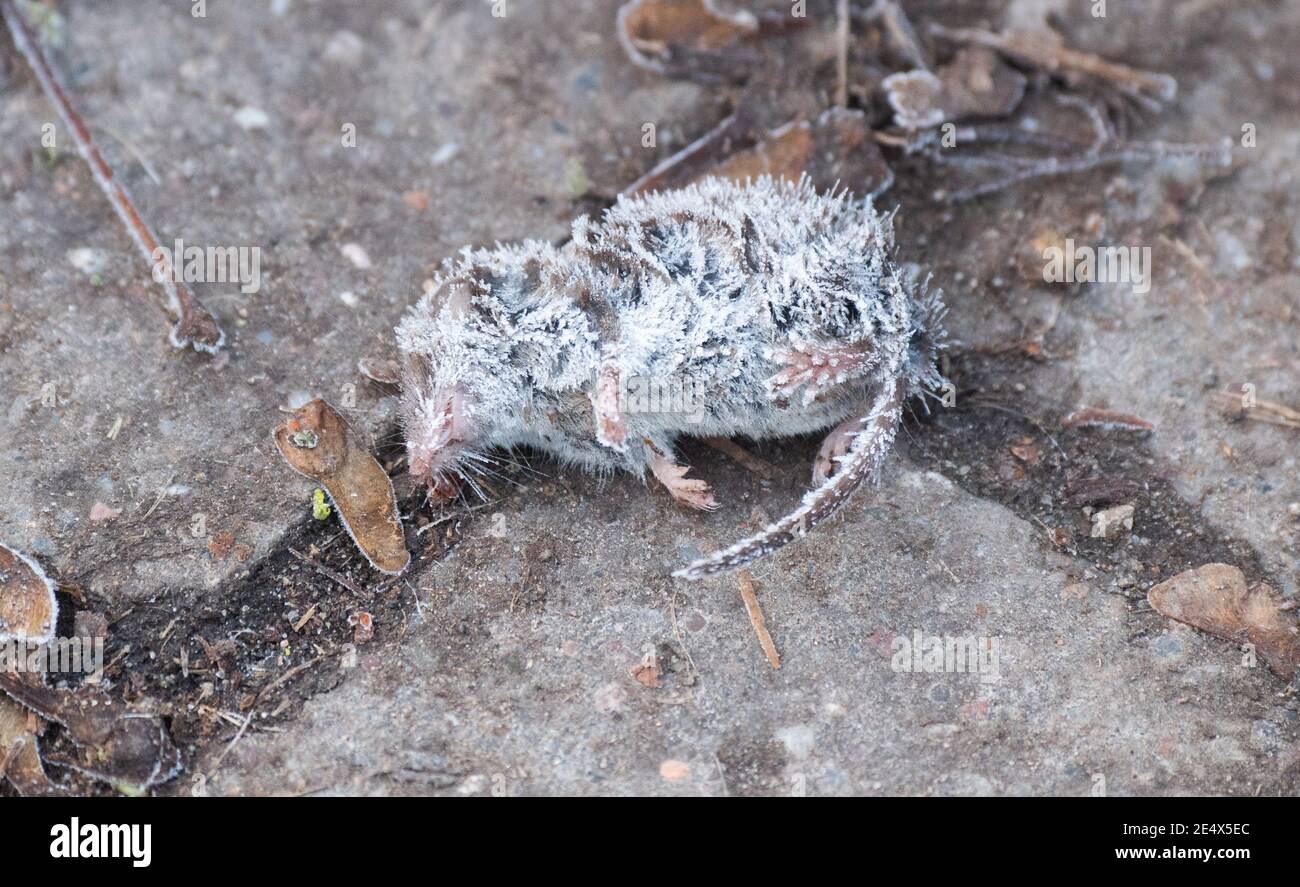 With a dead mouse hi-res stock photography and images - Alamy