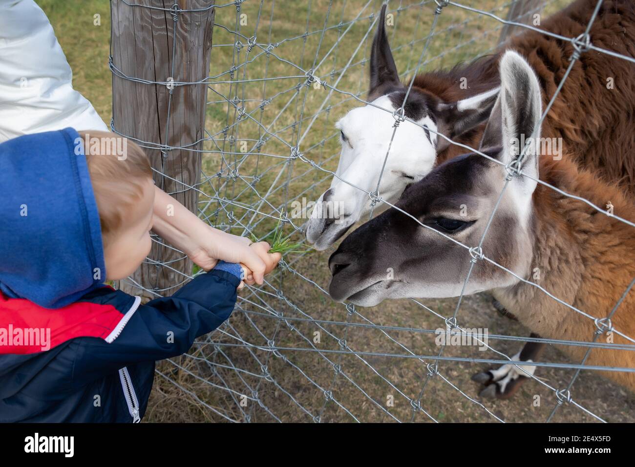 Lama family in zoo hi-res stock photography and images - Alamy