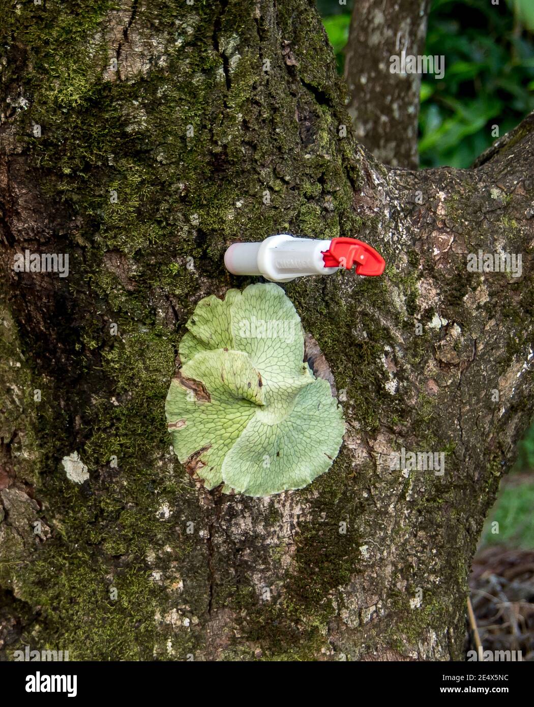 Phytophthora root rot hi-res stock photography and images - Alamy