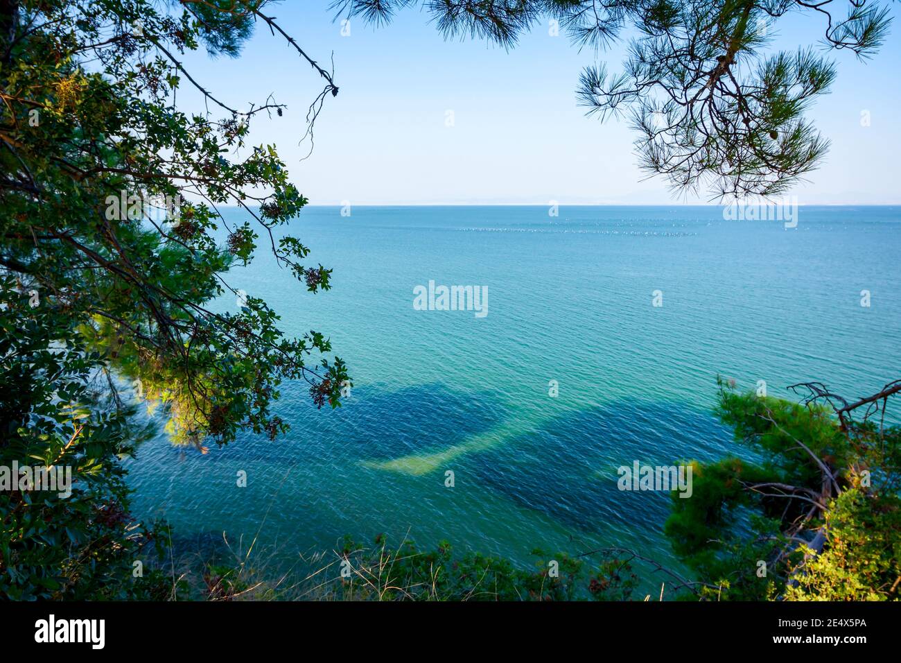 Above view through conifer canopy from reef on beautiful shallow ...