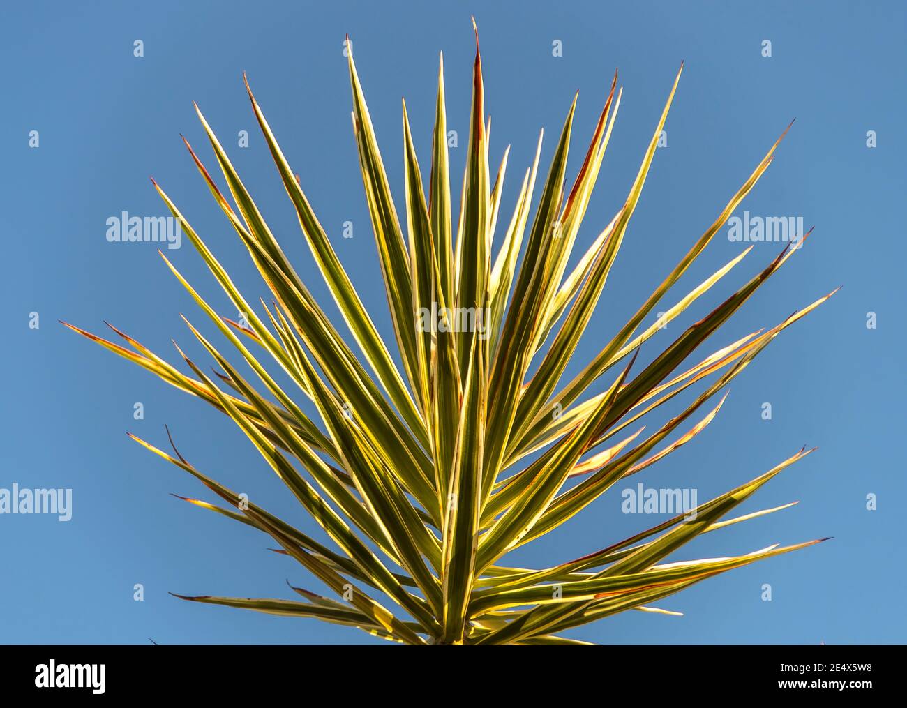 Crown of Kiwi Dragon tree (dracaena marginata) alone with a blue sky ...