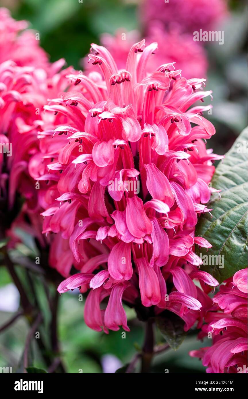 Justicia carnea a summer autumn flowering evergreen shrub plant with a ...