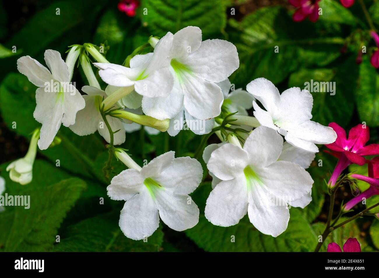 Streptocarpus albatross hi-res stock photography and images - Alamy