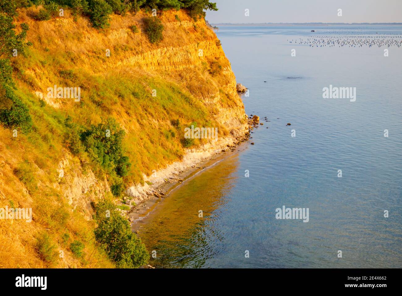 Rocky cliff with vegetation above peaceful bay and farm of seashells ...