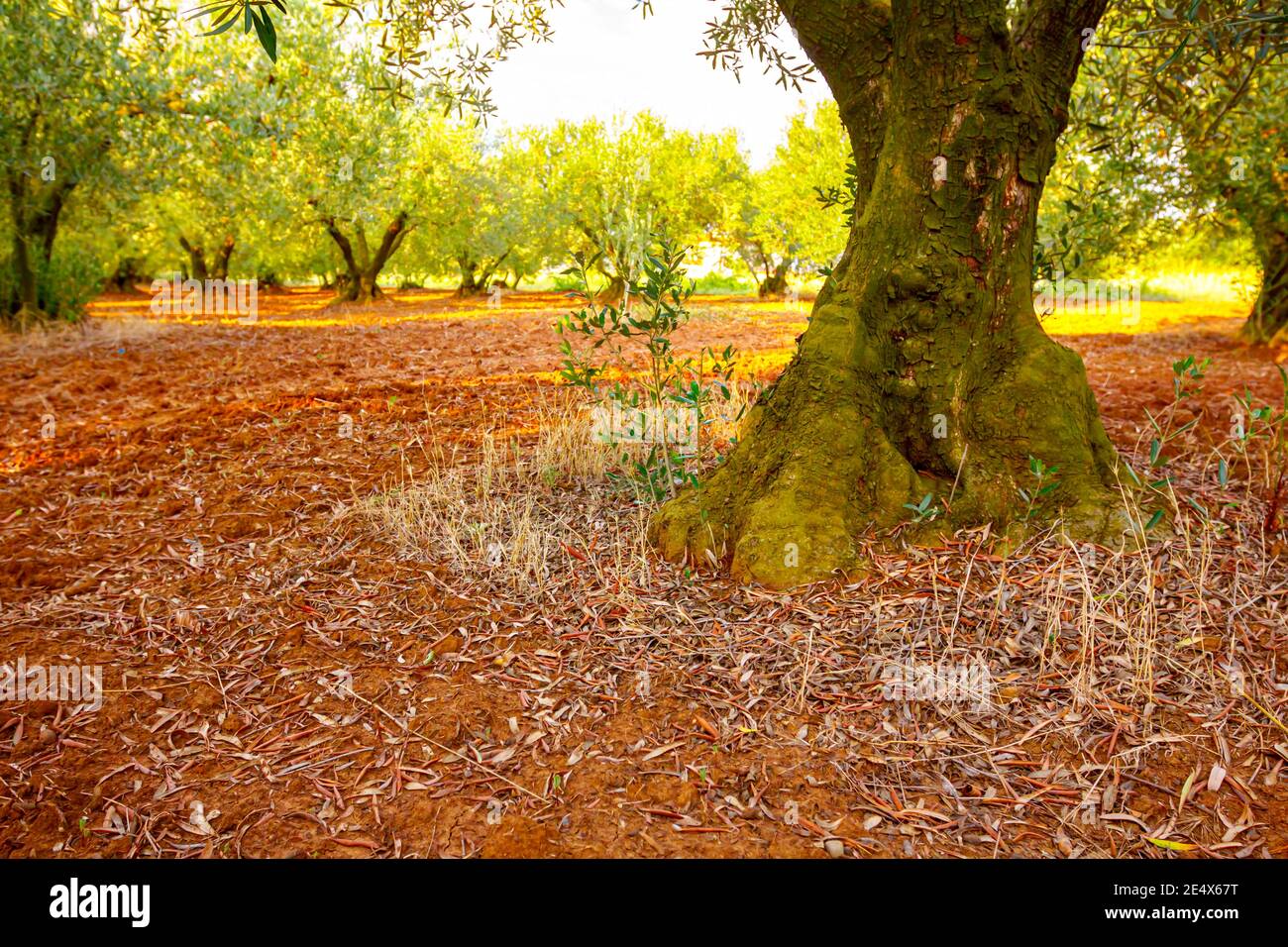 Canopies of green olive trees at plantation, young sprout tree grows ...