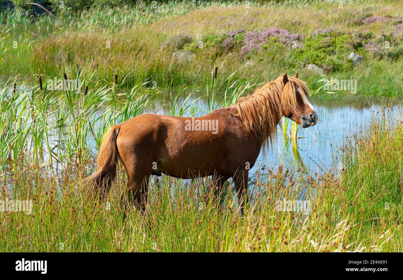 The semi Feral Carneddau Ponies on Penmaenmawr Mountain above ...