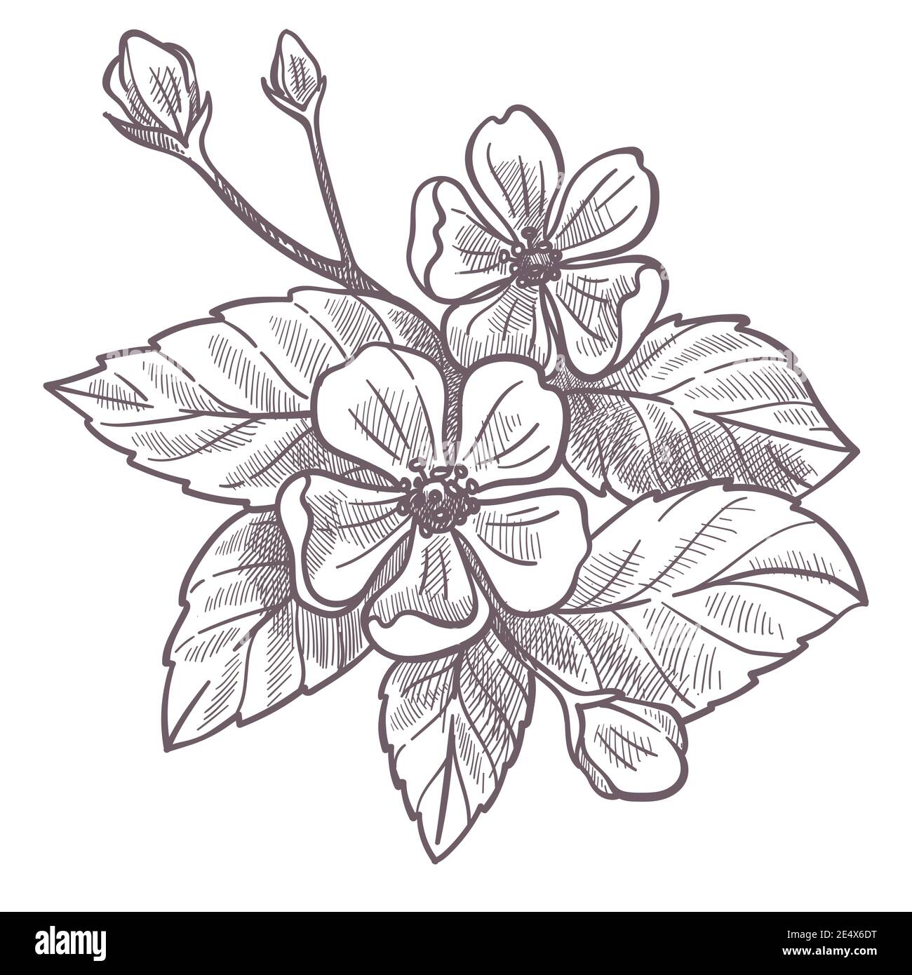 Cherry tree farming Stock Vector Images - Alamy