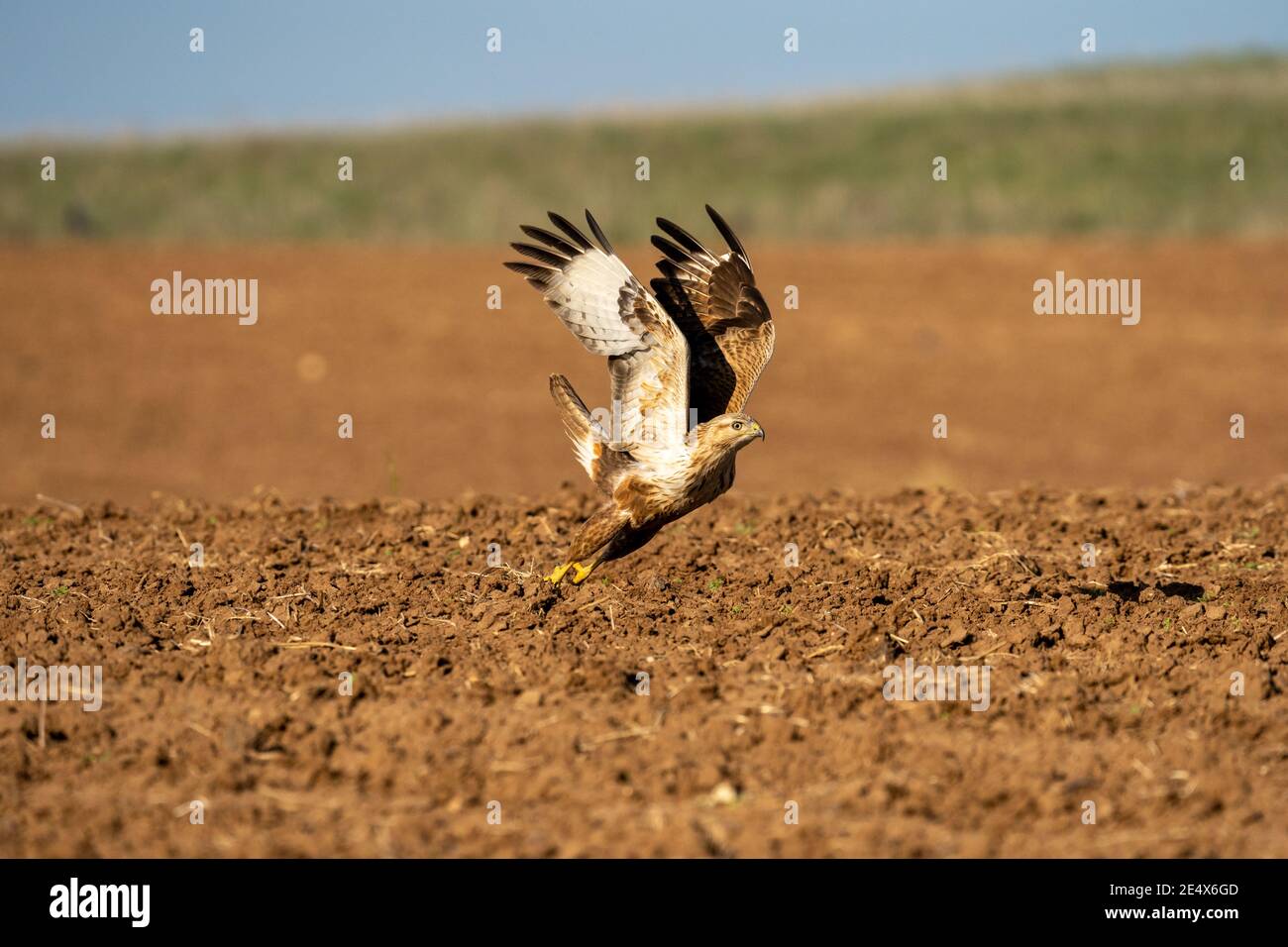 Spreading from bird to bird hi-res stock photography and images - Alamy