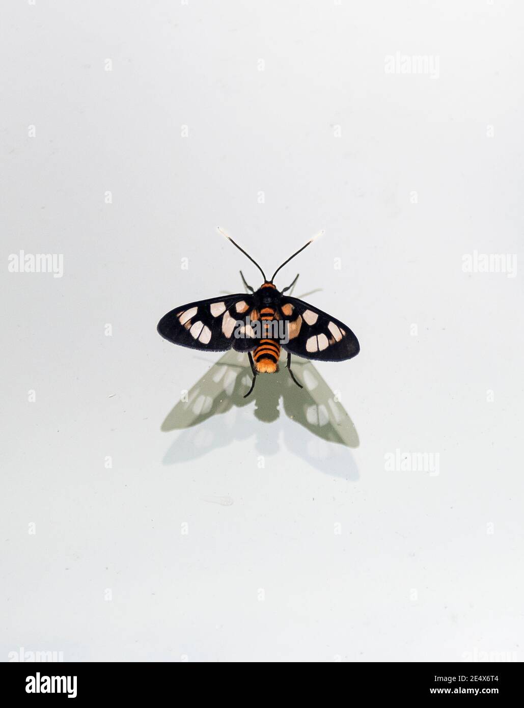 Tiger moth, White Antenna Wasp Moth (Amata nigriceps) on a window with ...