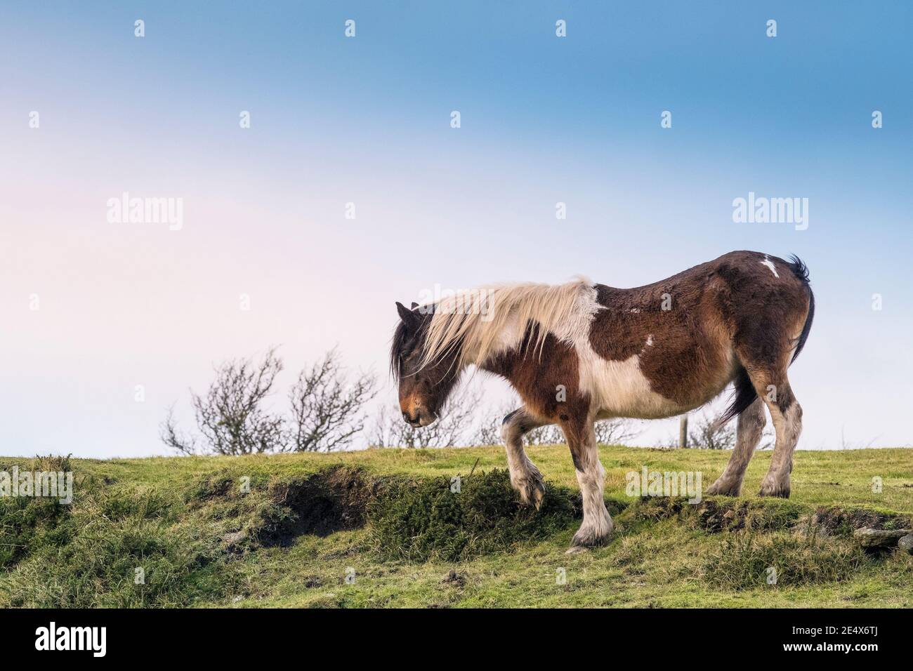 An iconic wild Bodmin Pony grazing on Bodmin Moor in Cornwall Stock Photo - Alamy