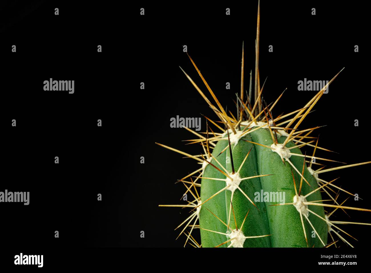 Macro photo of green cactus with spines Stock Photo - Alamy