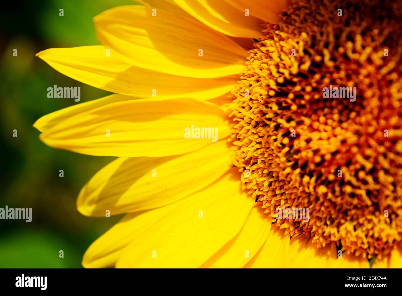 Part of a Sunflower side view close-up,macro with defocus of the head ...