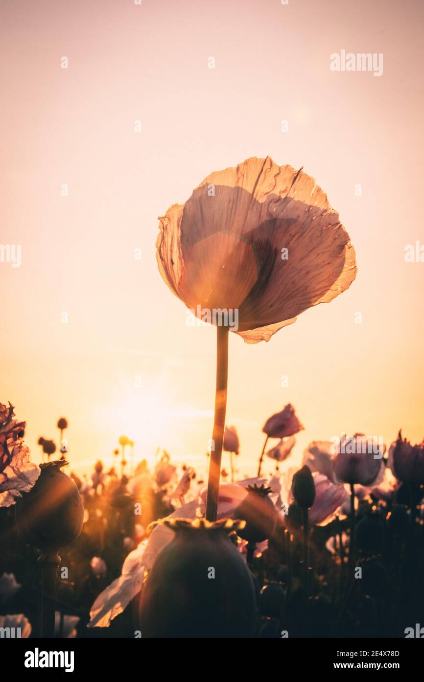 Poppy sun hi-res stock photography and images - Alamy