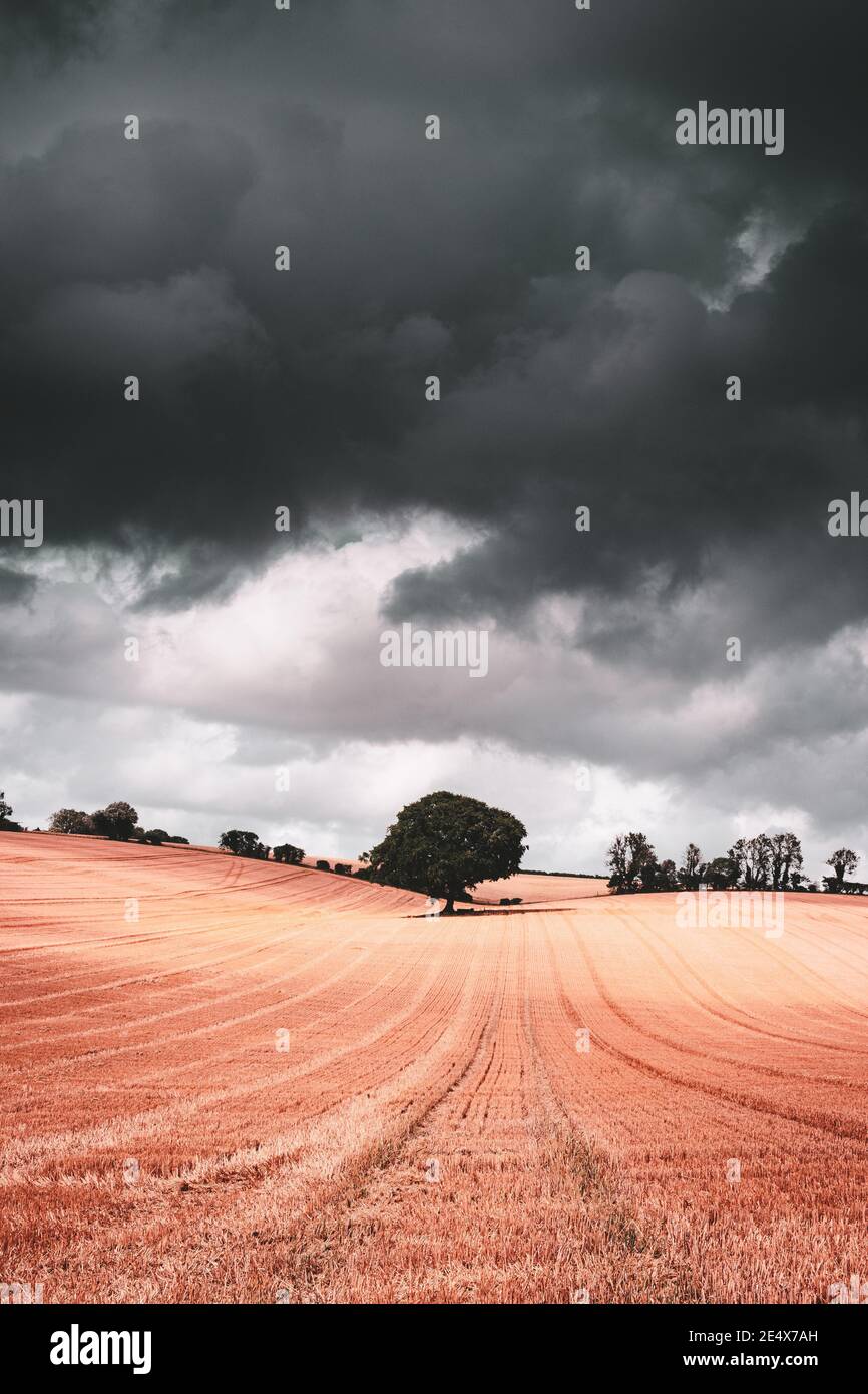 a single tree in a field with rain clouds overhead Stock Photo - Alamy