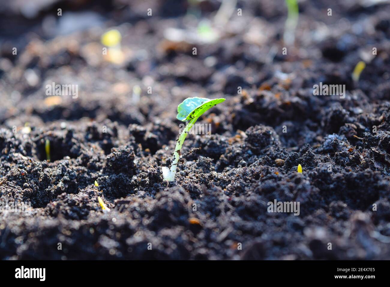 Green young sprout grows in black soil with the rays of the sun. New ...