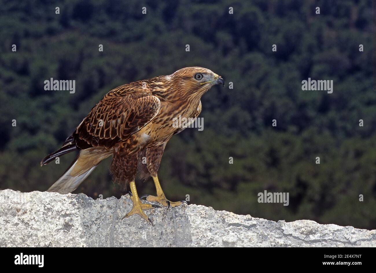 Long-legged buzzard (Buteo rufinus) in flight. This large bird of prey ...