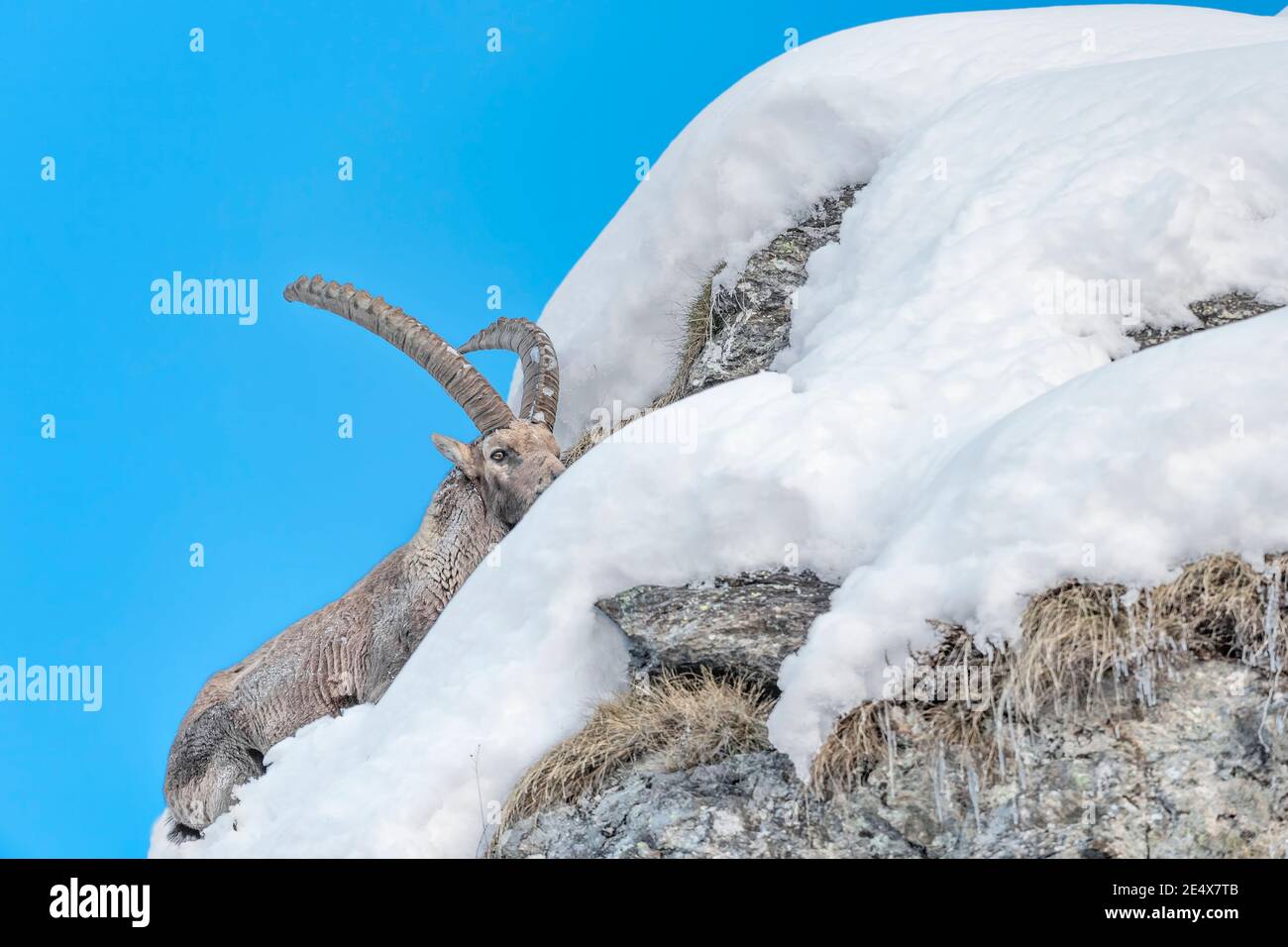 Alpine ibex looking for food on mountain peak (Capra ibex Stock Photo ...