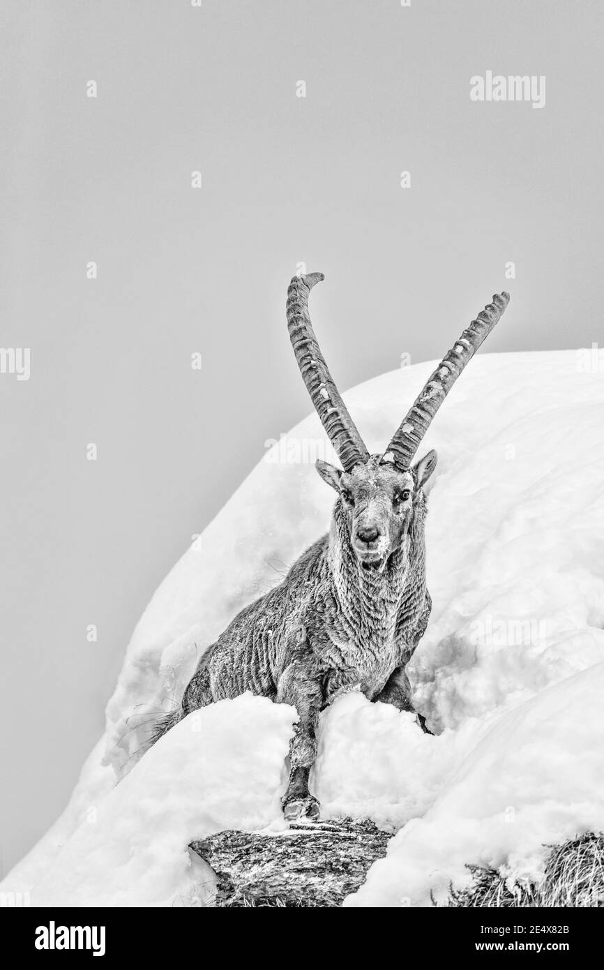 Steinbock Black and White Stock Photos & Images - Alamy