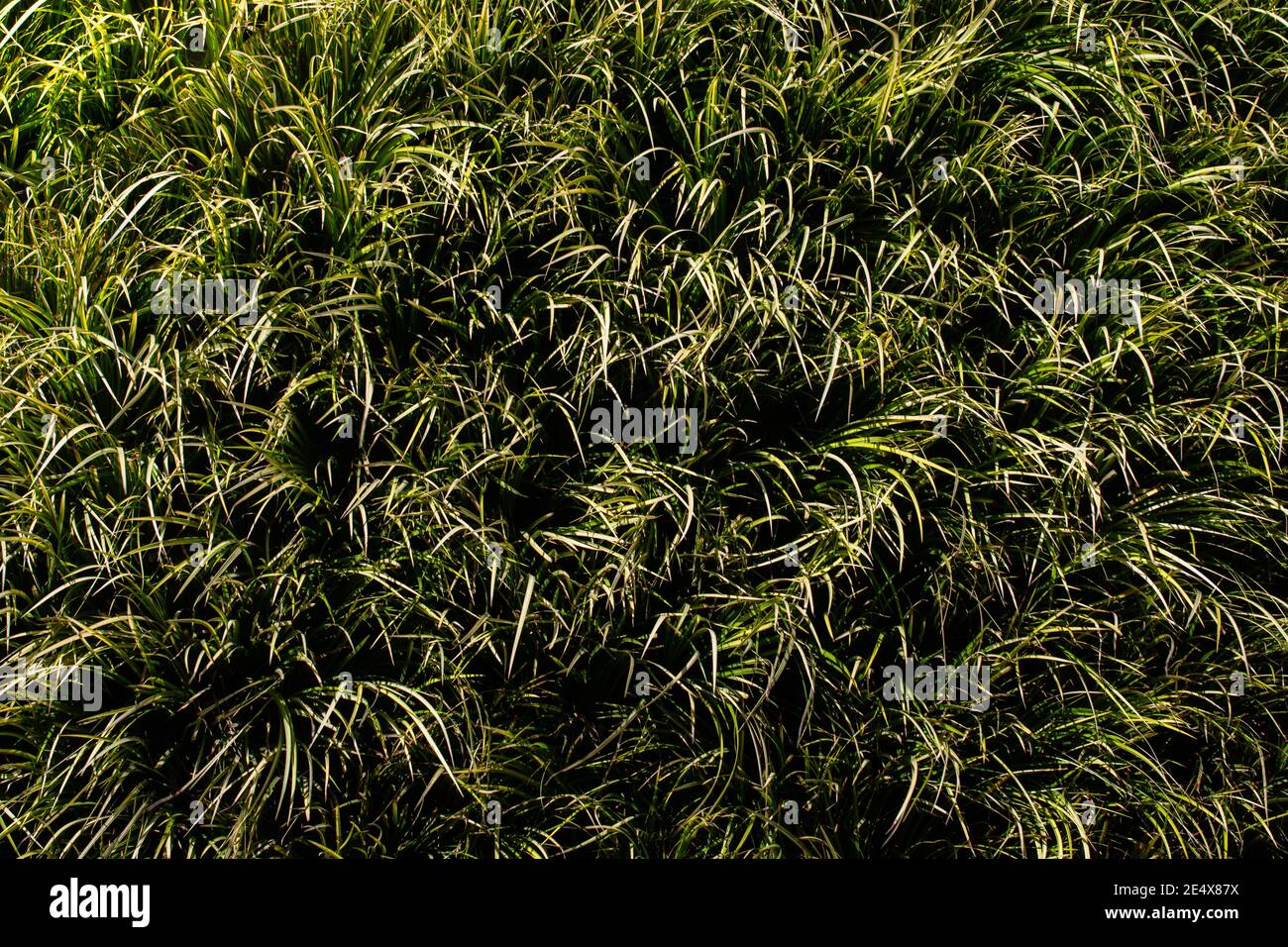 Green grass texture from a field or grass landscape background Stock ...