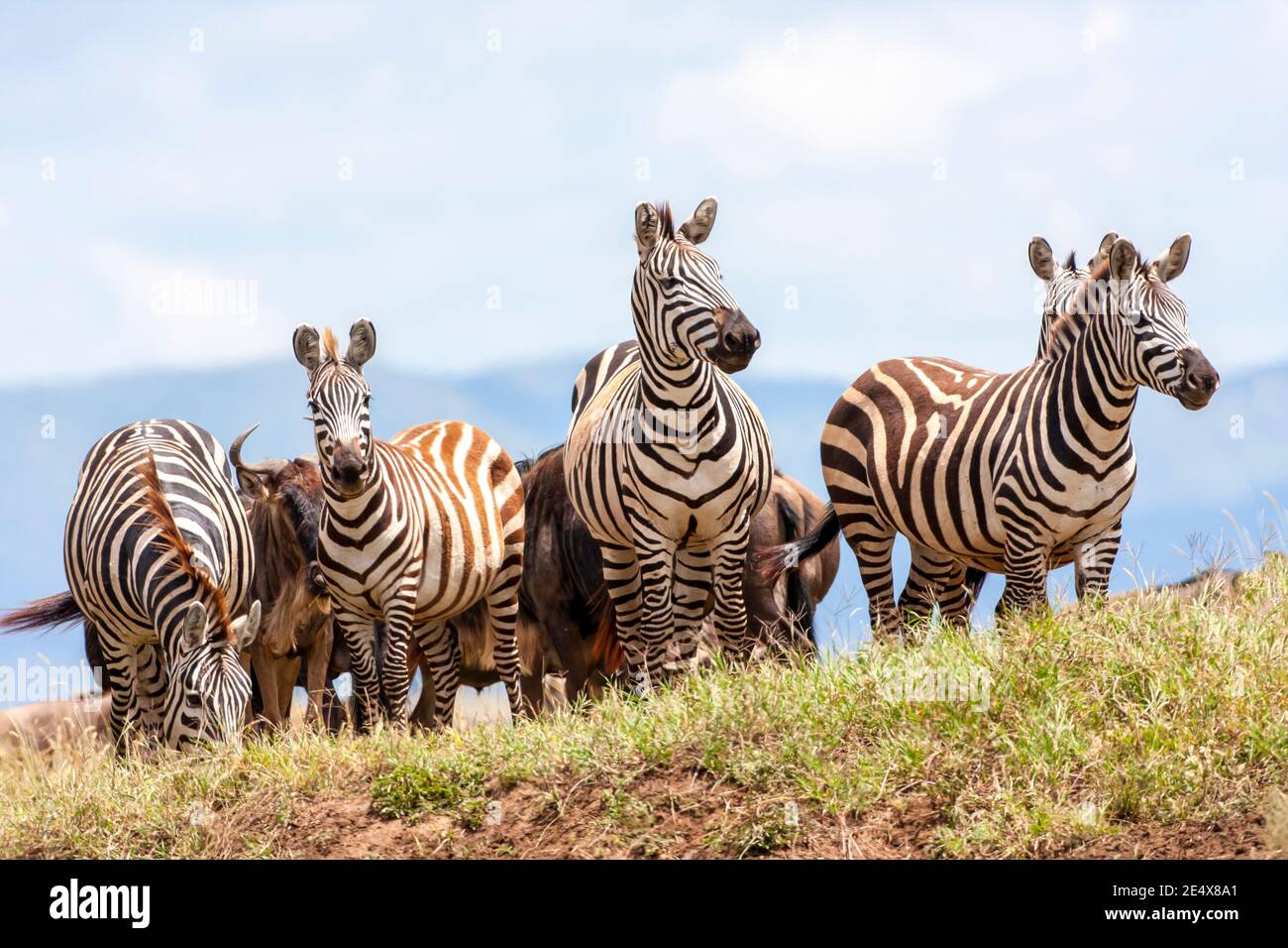 A herd of common zebra Photographed in Tanzania Stock Photo - Alamy