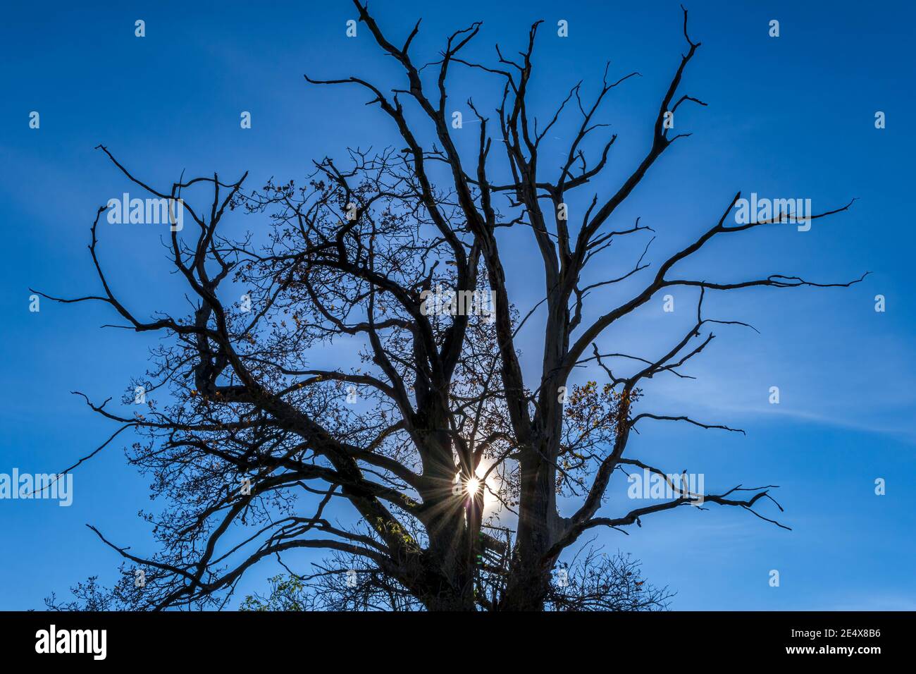 Tree in back light against a blue sky with Sunrays, Bavaria, Germany ...