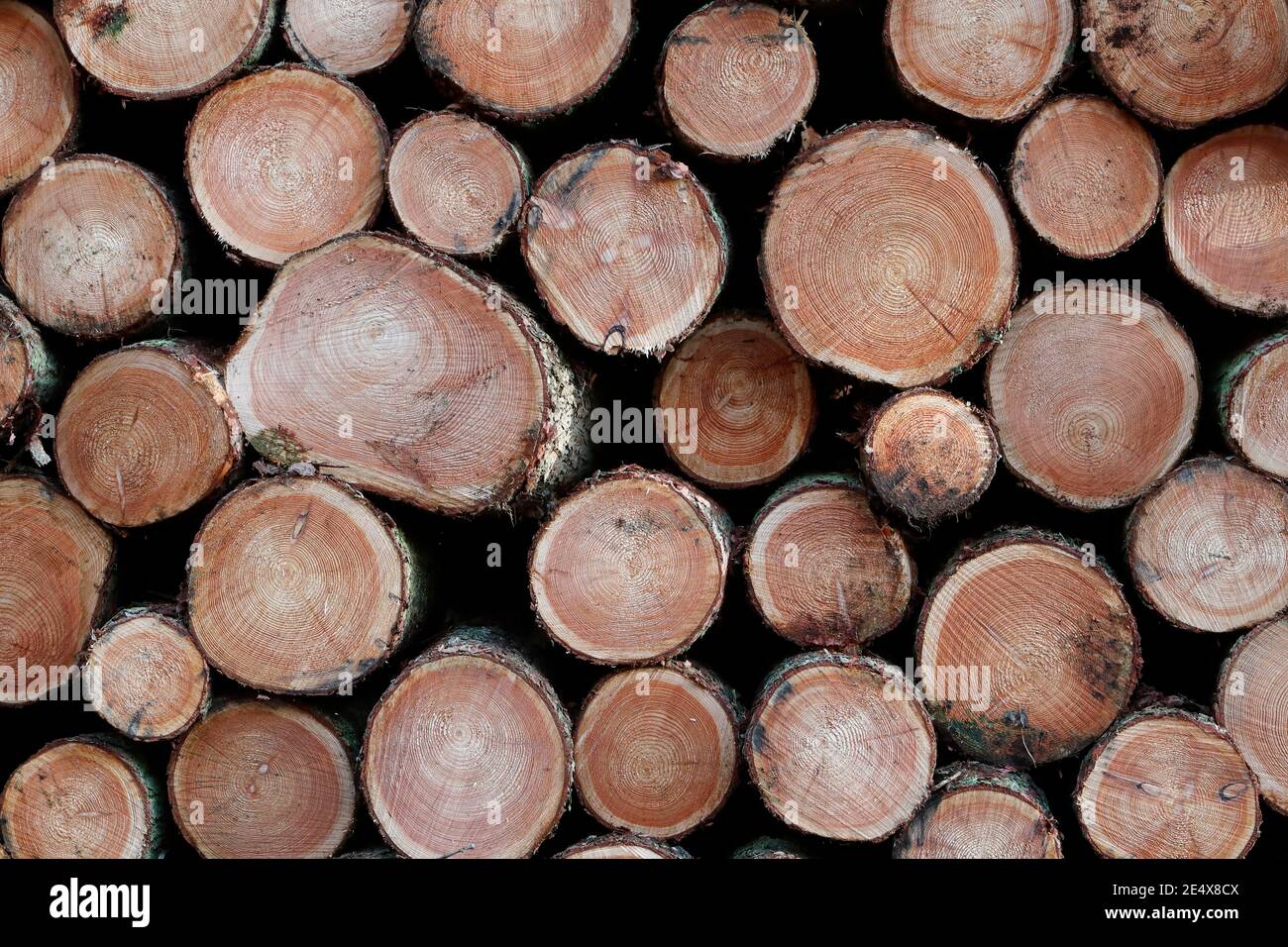 Timber stacked in the Yorkshire Waters Lindley Wood Reservoir area ...