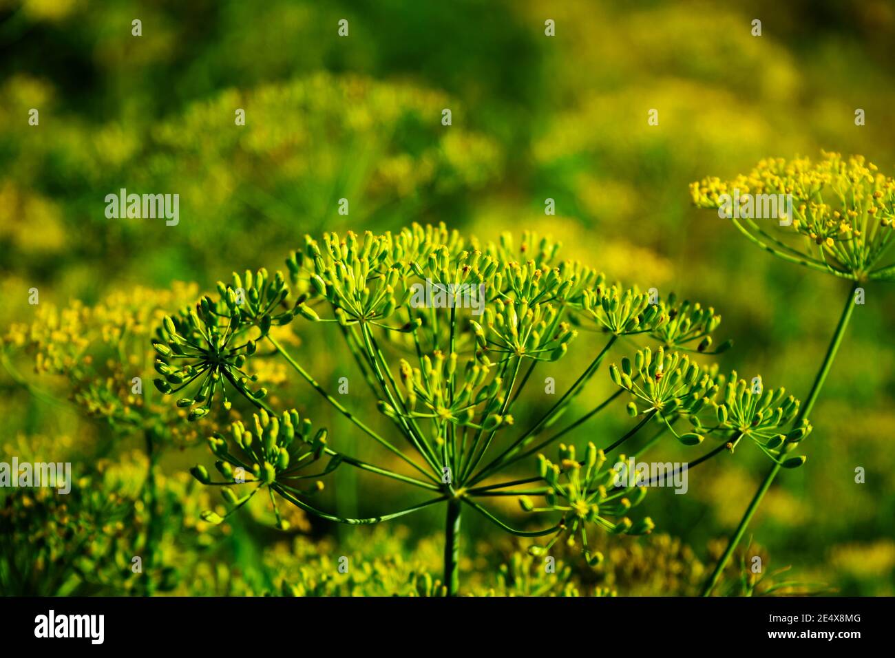 Dill grass hi-res stock photography and images - Alamy