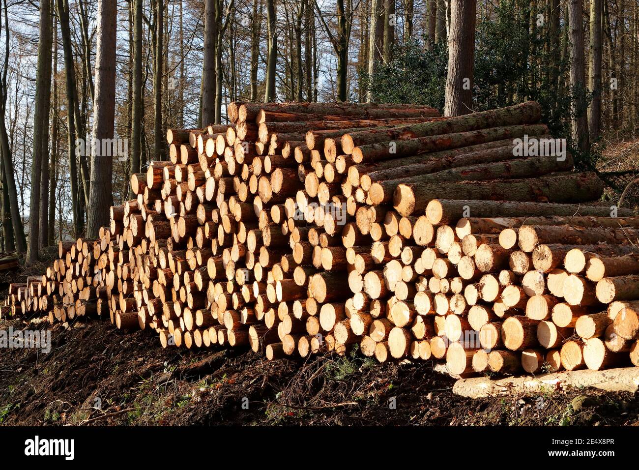 Timber stacked in the Yorkshire Waters Lindley Wood Reservoir area ...