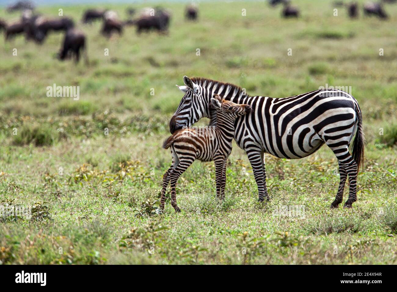 Plains zebra (Equus) Female nursing juvenile, Serengeti National Park ...