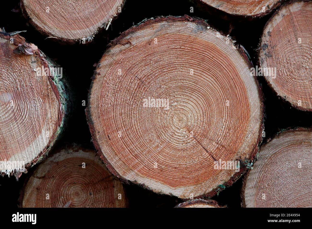 Timber stacked in the Yorkshire Waters Lindley Wood Reservoir area ...