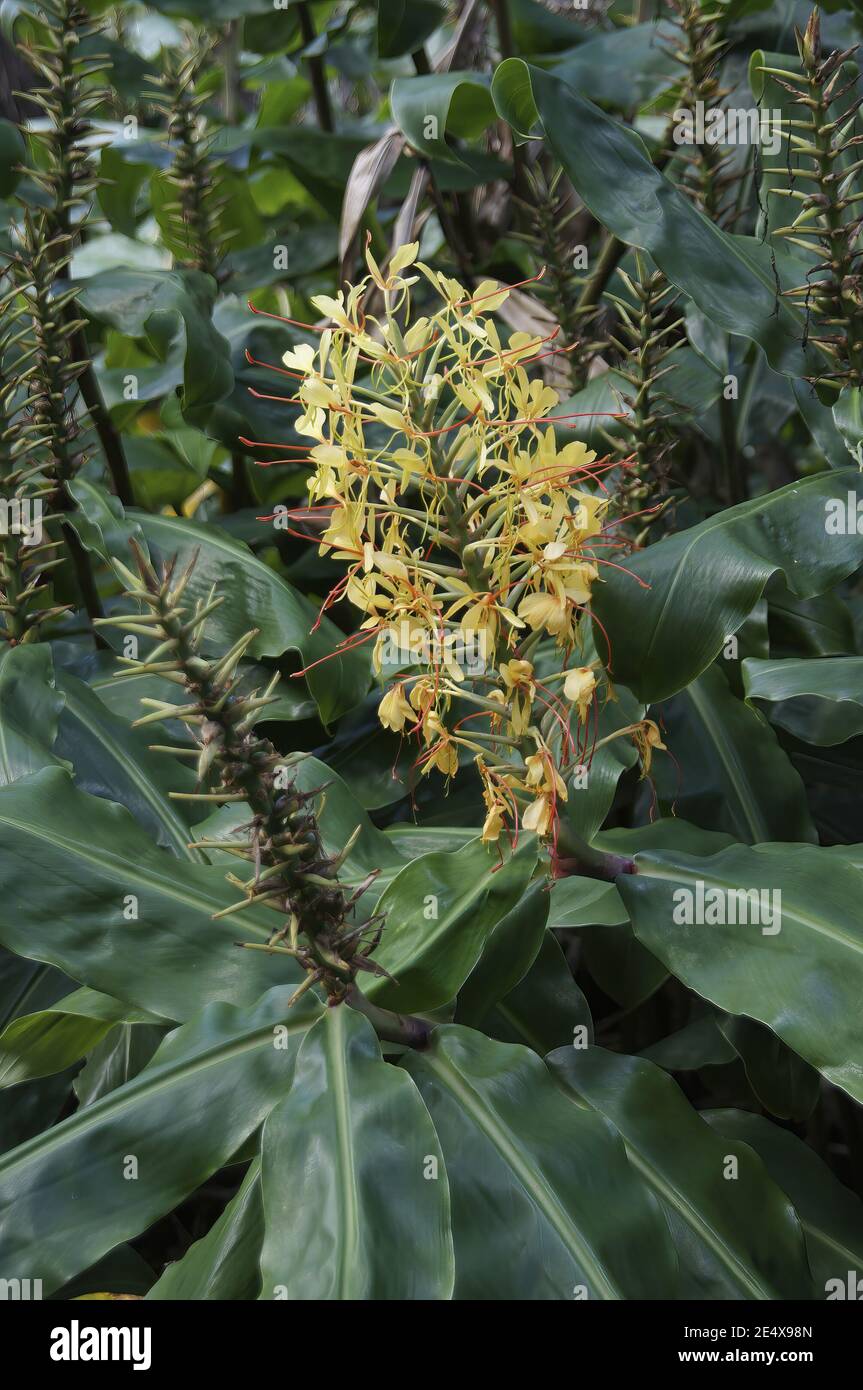 Vertical shot of Kahili ginger flowers in tropical rainforest above ...