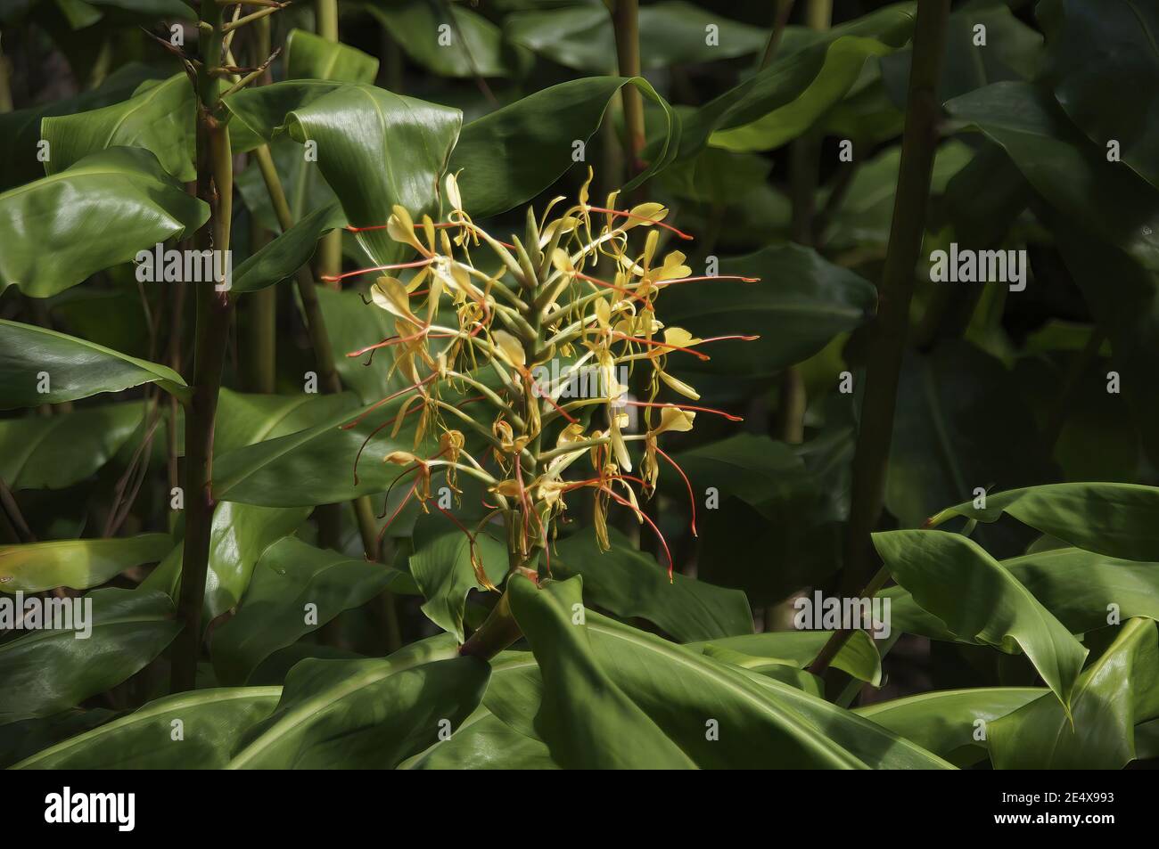 Closeup shot of Kahili ginger flowers in tropical rainforest above ...