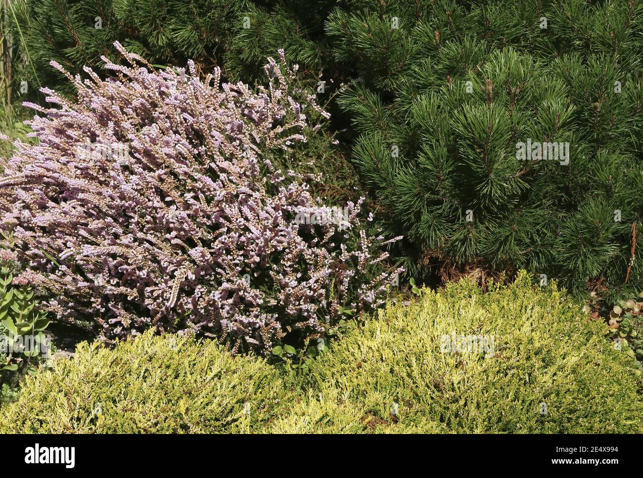 Common pink common heather in a garden with trees and grass in Seattle ...