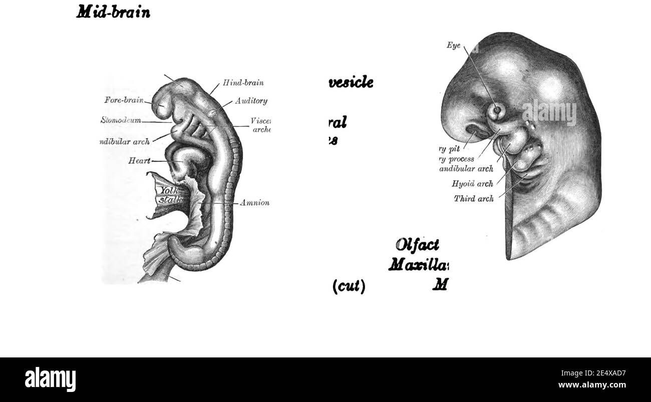 Drawing from a 19th-century anatomy textbook showing the structure of ...