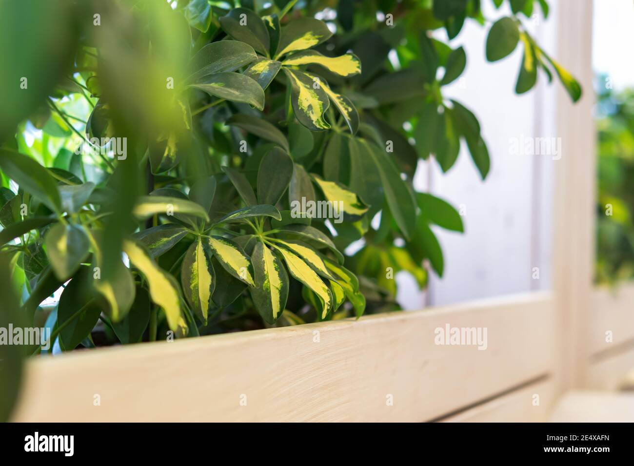 Green background of indoor plants. Abstract natural background for eco ...
