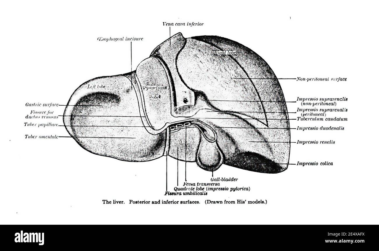 Drawing from a 19th-century anatomy textbook explaining the structure ...