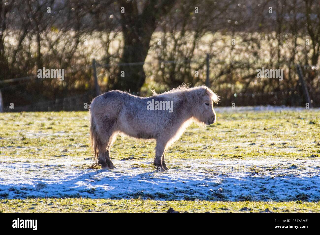 Laminitis horse hi-res stock photography and images - Alamy