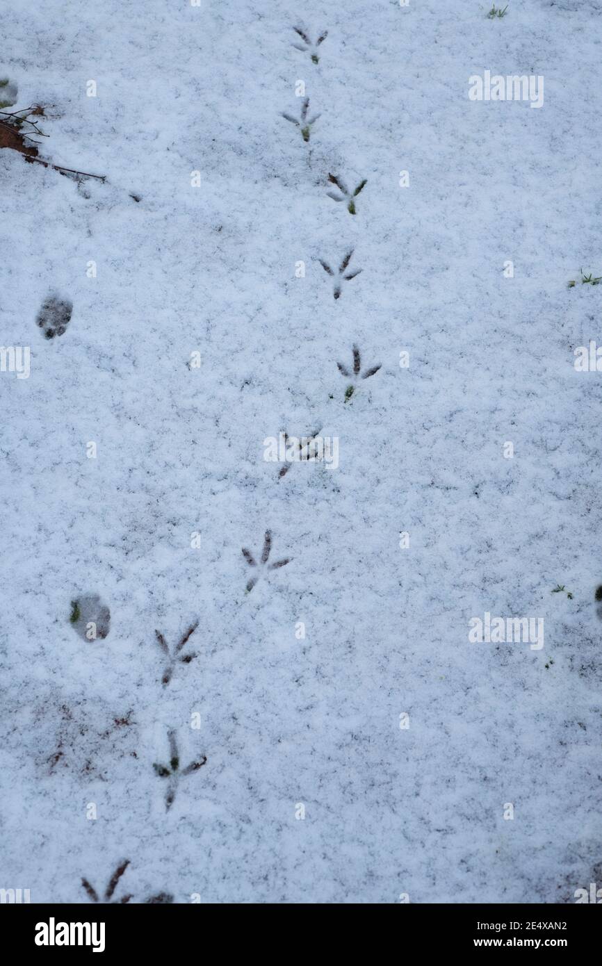 Fox tracks in snow hi-res stock photography and images - Alamy