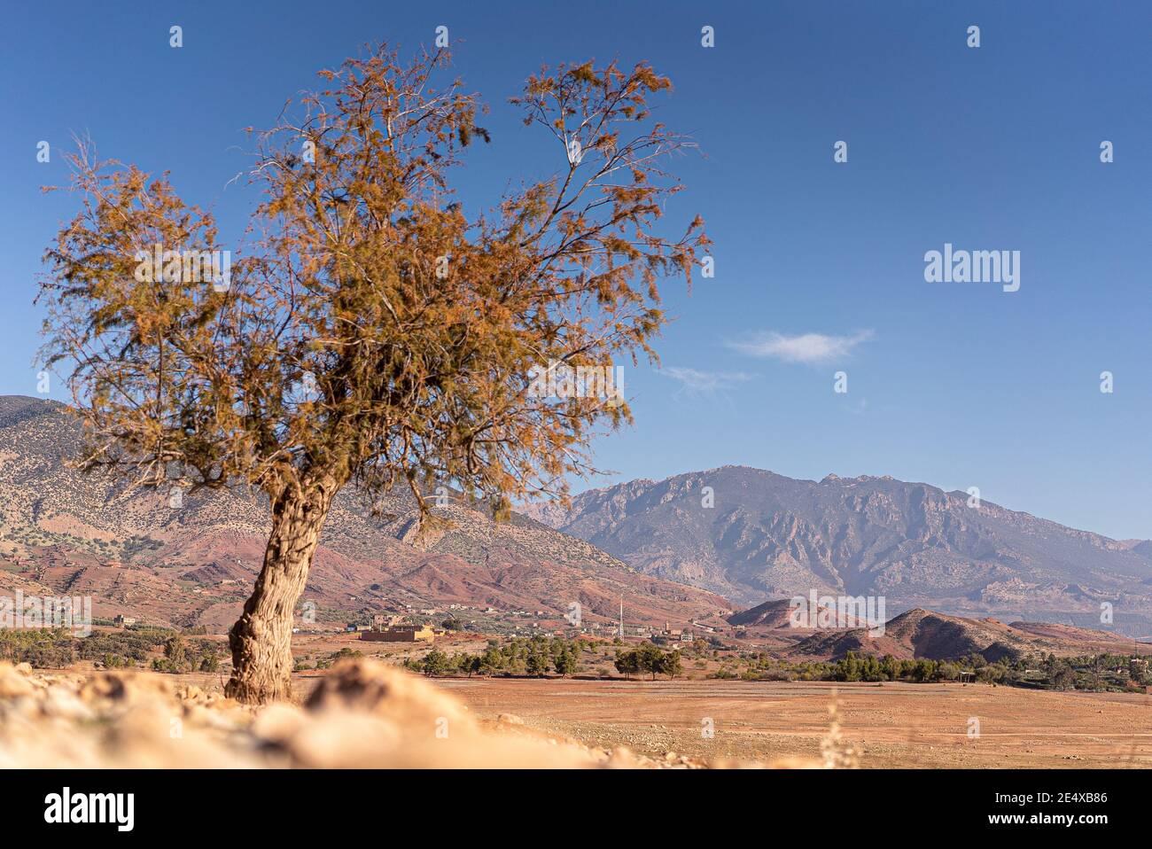 Single large tree growing in a deserted area in Morocco, Africa Stock ...