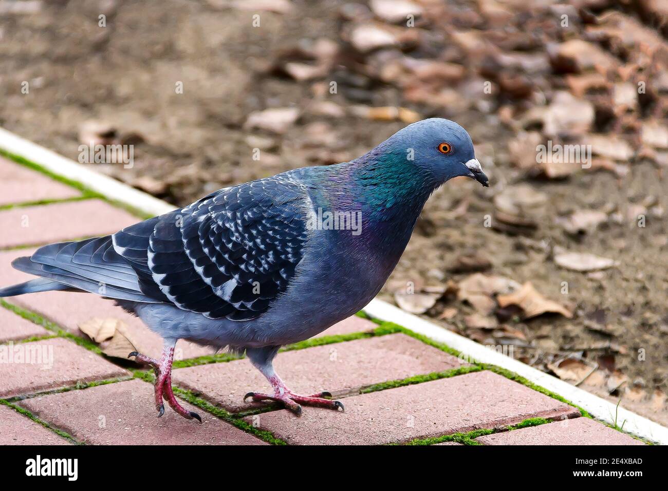 A large pigeon hi-res stock photography and images - Alamy